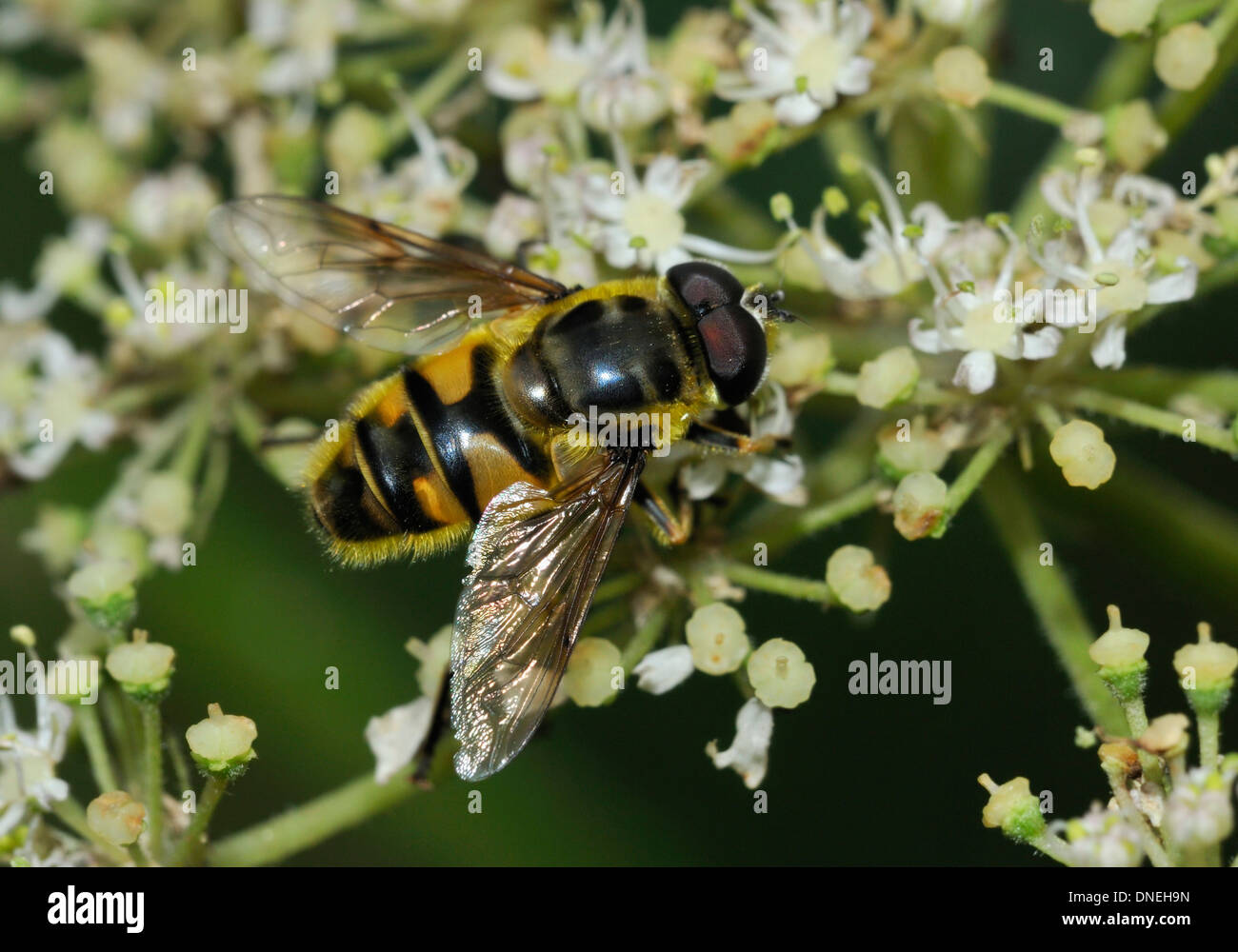 Male flower hi-res stock photography and images - Alamy