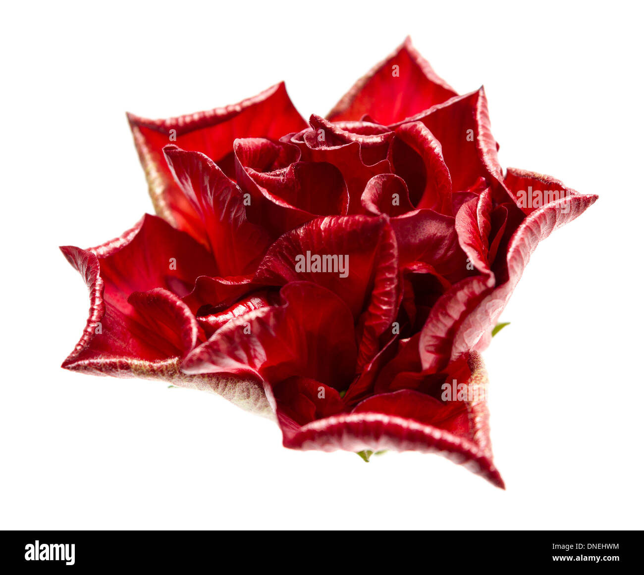A single red rose isolated on white background Stock Photo - Alamy