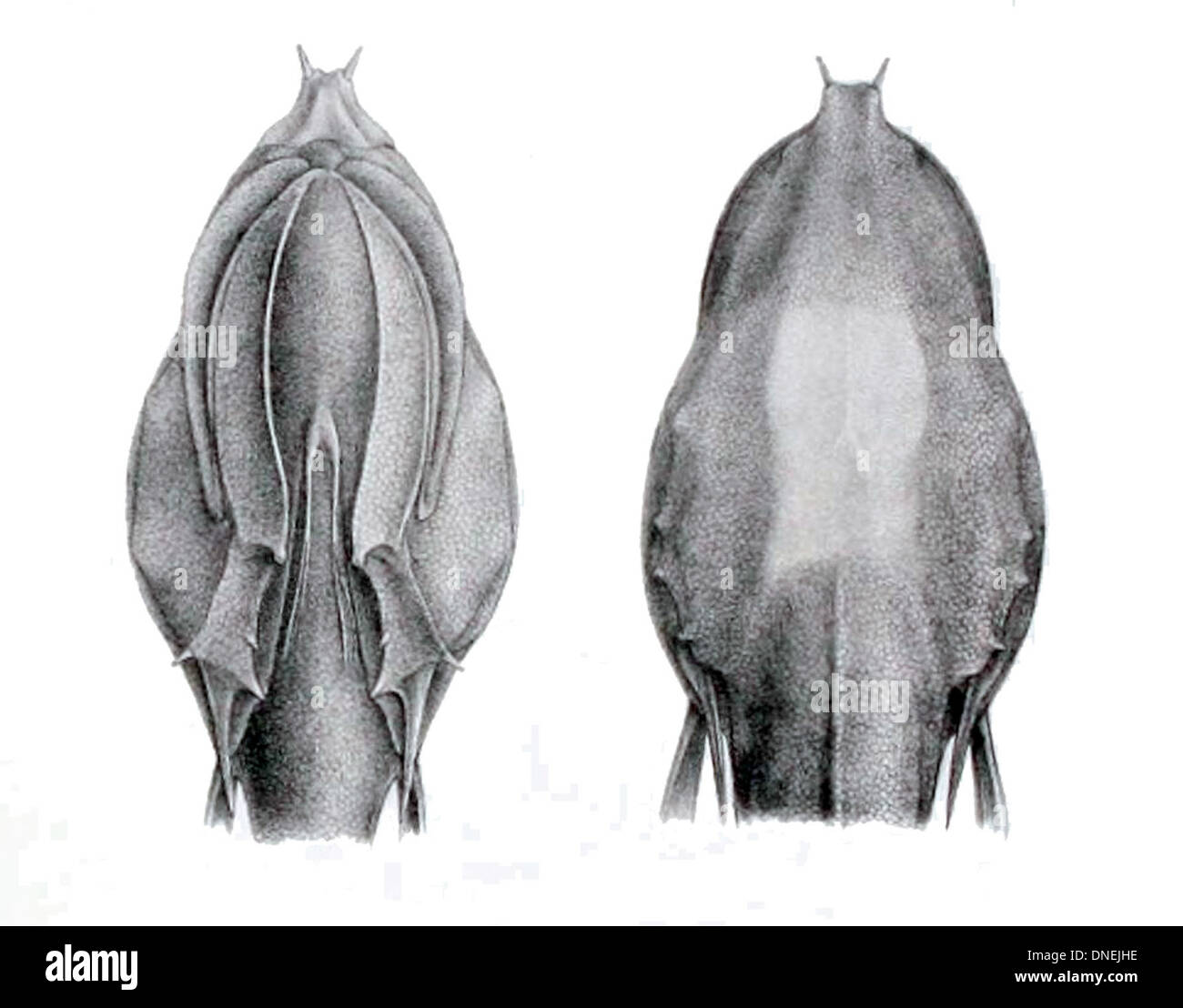 Spiny devil fish Cut Out Stock Images & Pictures - Alamy