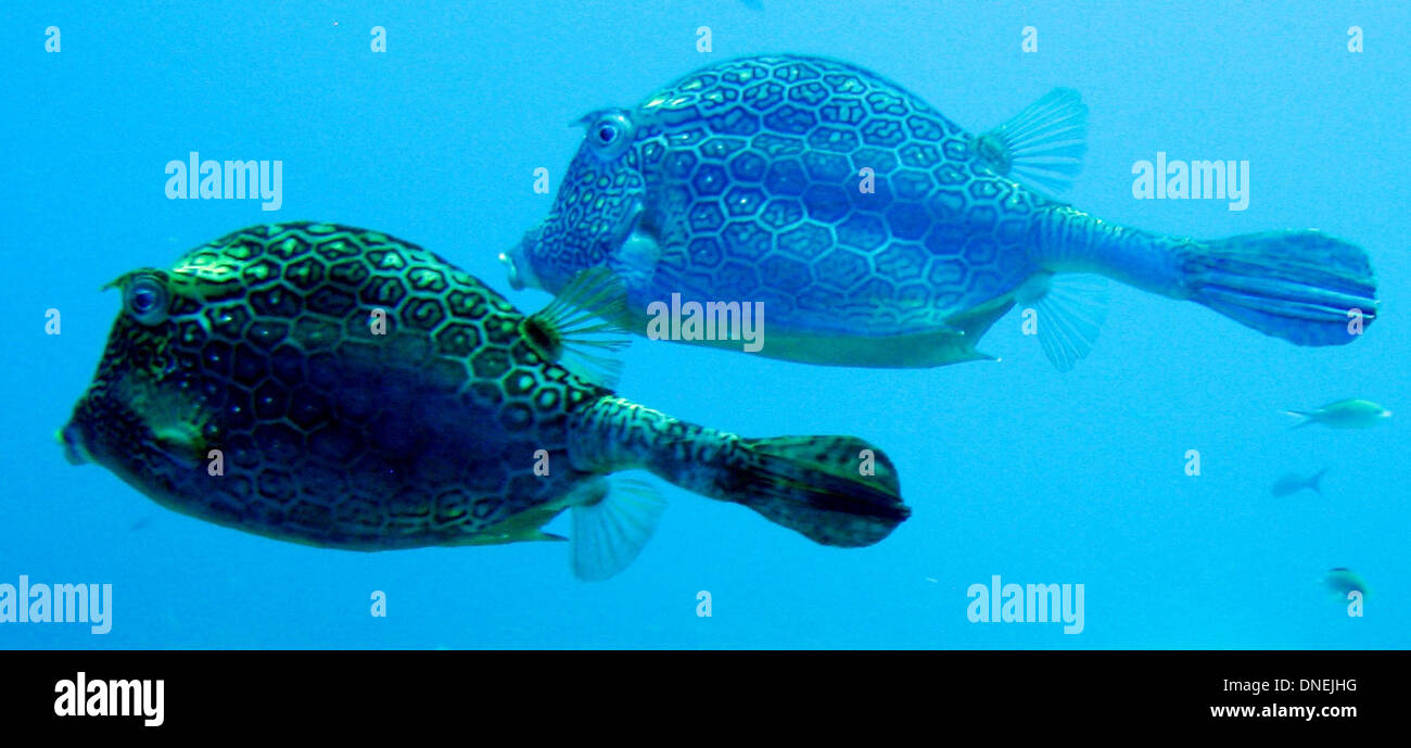 Honeycomb filefish hi-res stock photography and images - Alamy