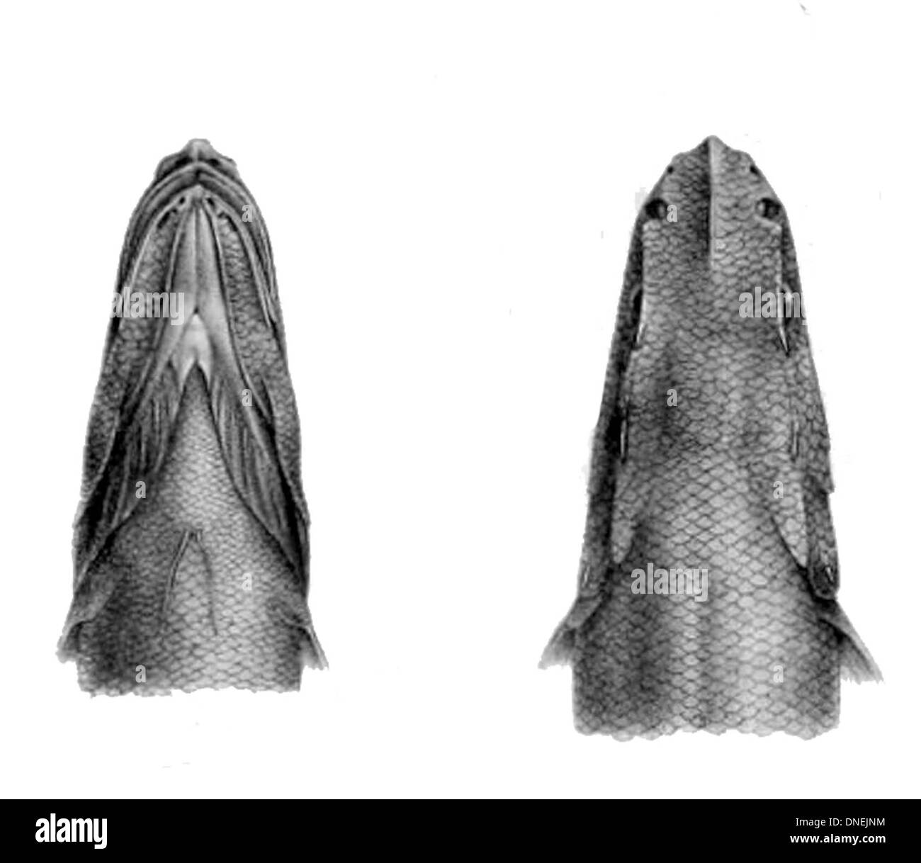 Long rostrum Black and White Stock Photos & Images - Alamy