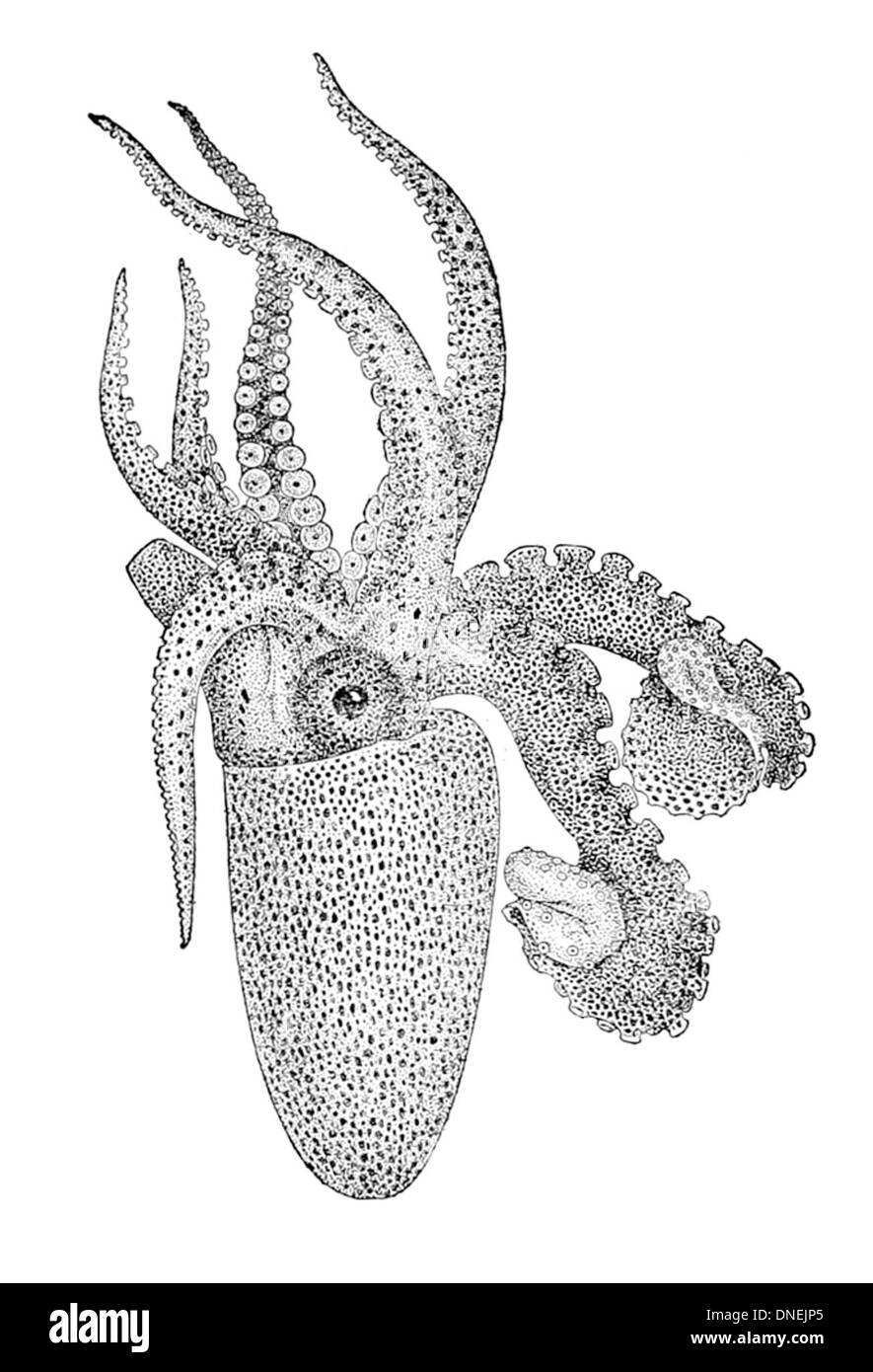 Argonauta hi-res stock photography and images - Alamy