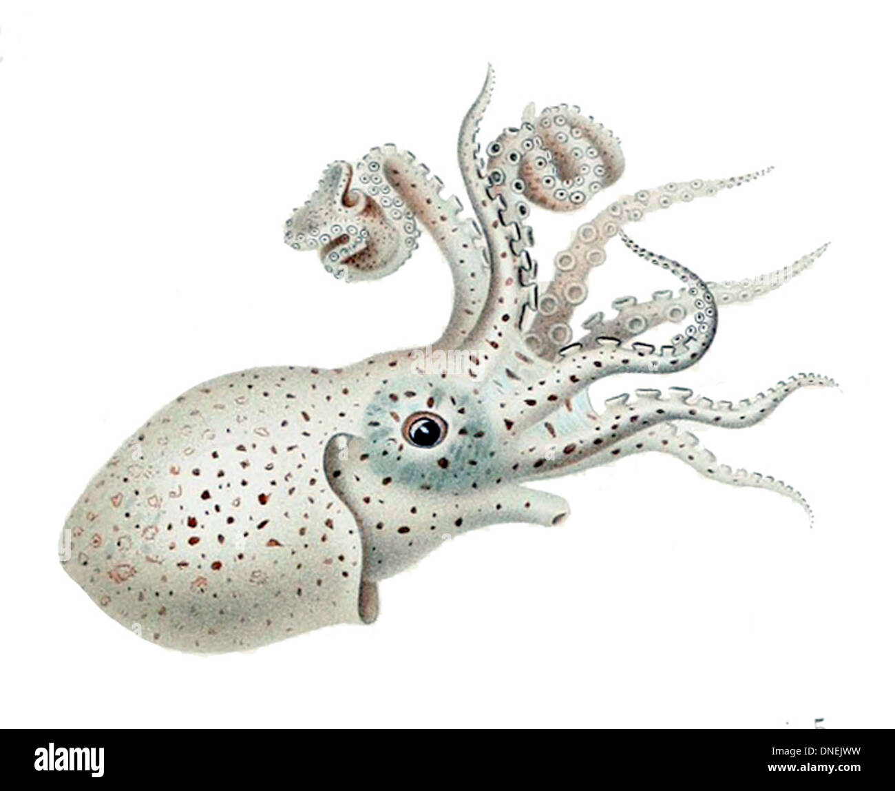 Argonauta hians hi-res stock photography and images - Alamy