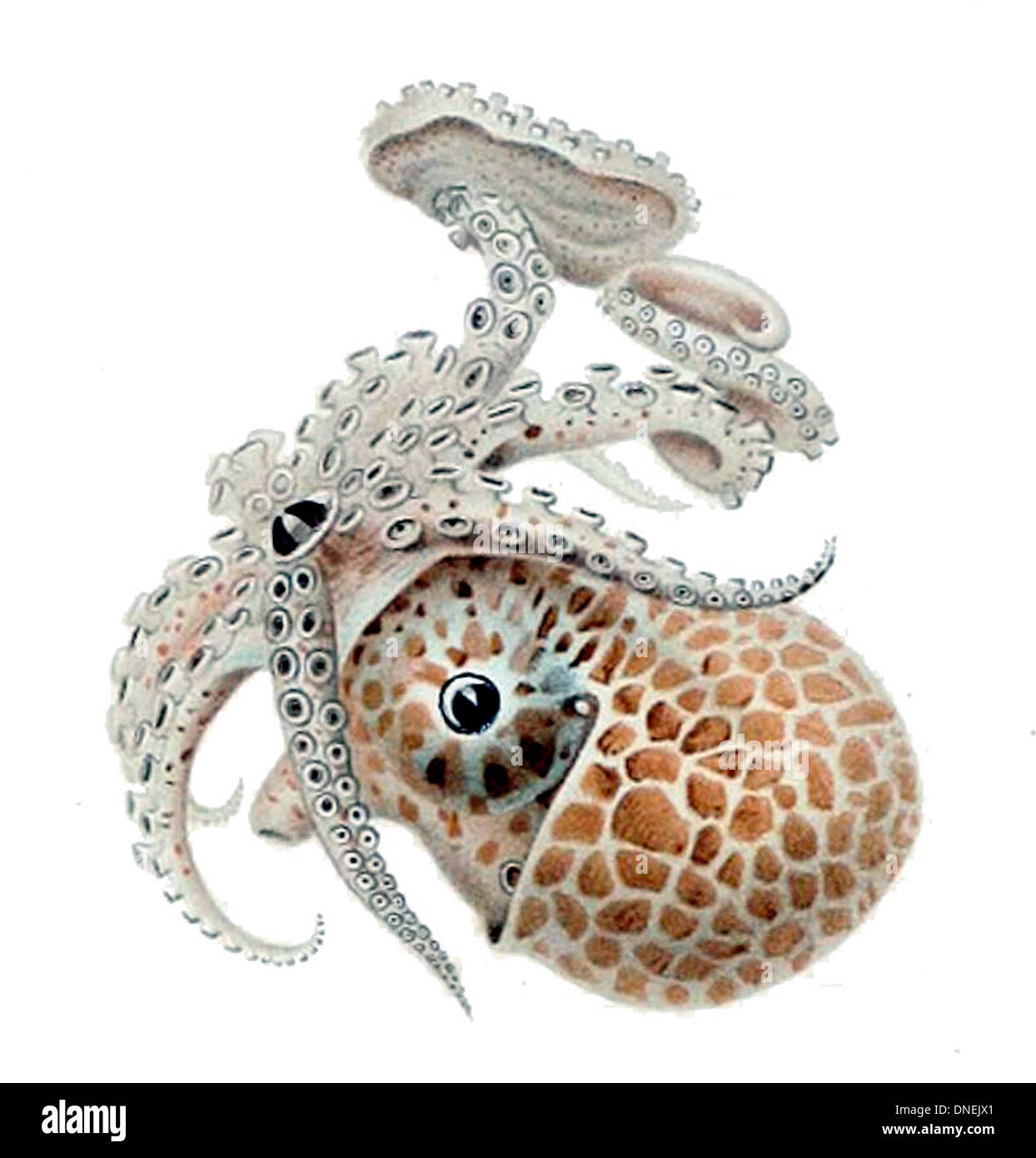 Argonauta hi-res stock photography and images - Alamy