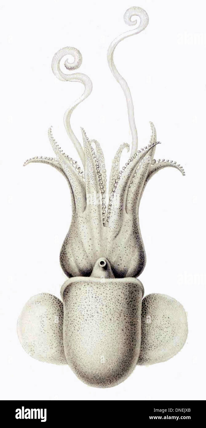 Austrorossia mastigophora hi-res stock photography and images - Alamy