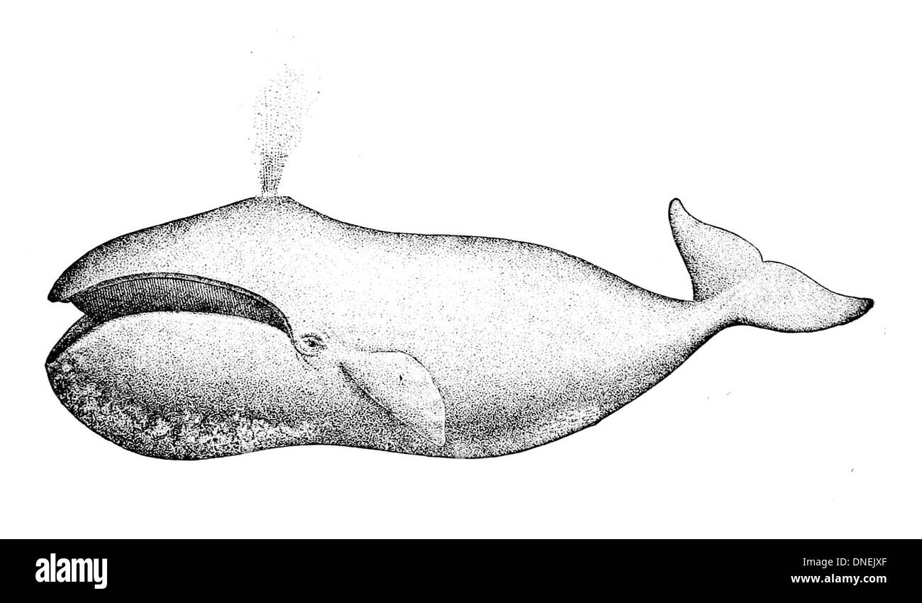 Bowhead whale arctic head Black and White Stock Photos & Images - Alamy