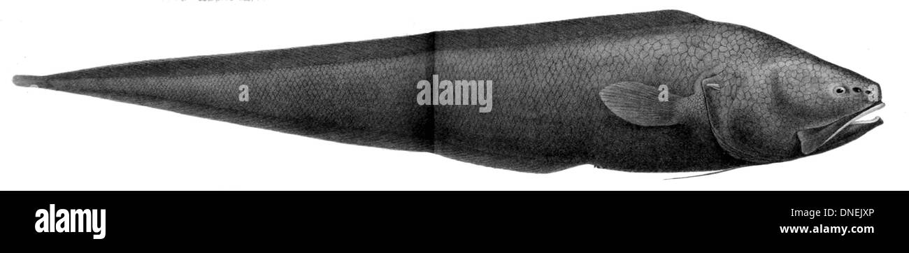 Deep ocean fish species hi-res stock photography and images - Alamy