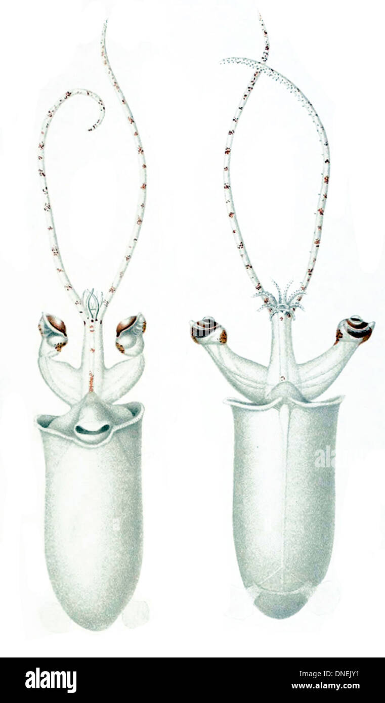 Crustacean exoskeleton hi-res stock photography and images - Alamy