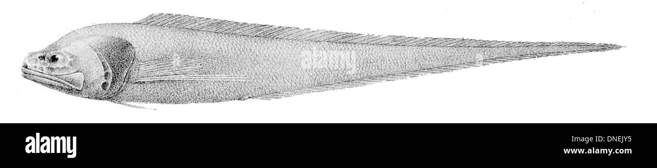 Bathyonus laticeps hi-res stock photography and images - Alamy