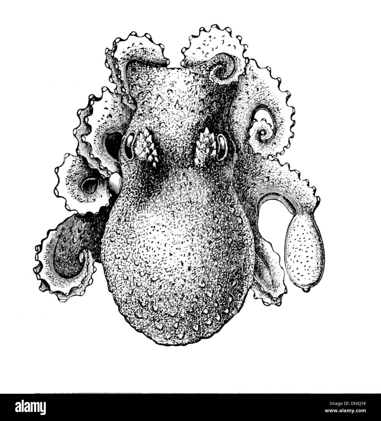 Polypsquid hi-res stock photography and images - Alamy