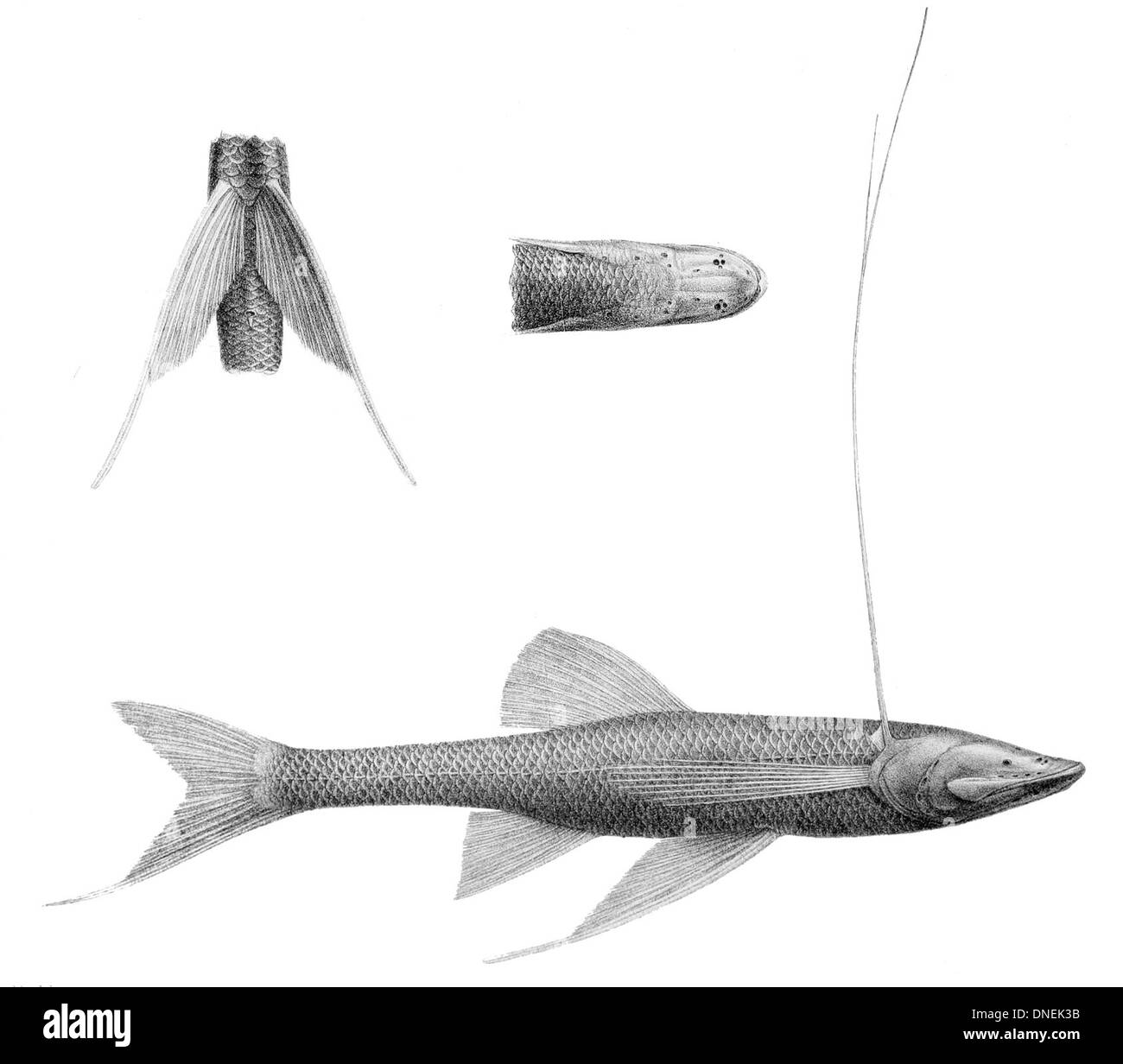 Longipes hi-res stock photography and images - Alamy