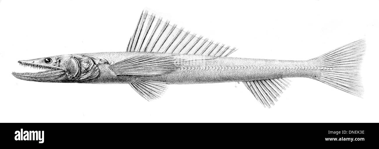 Bathysaurus ferox hi-res stock photography and images - Alamy