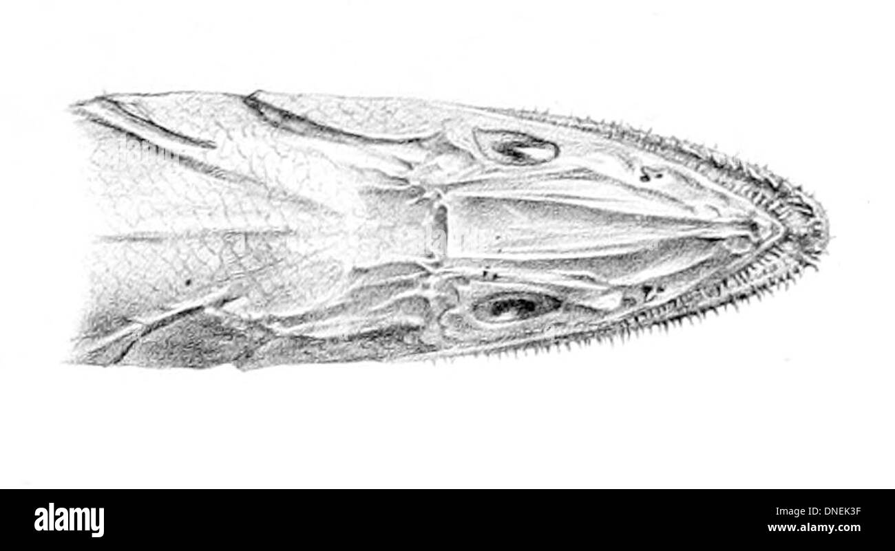 Bathysaurus ferox, also known as the deep-sea lizardfish, is a ...