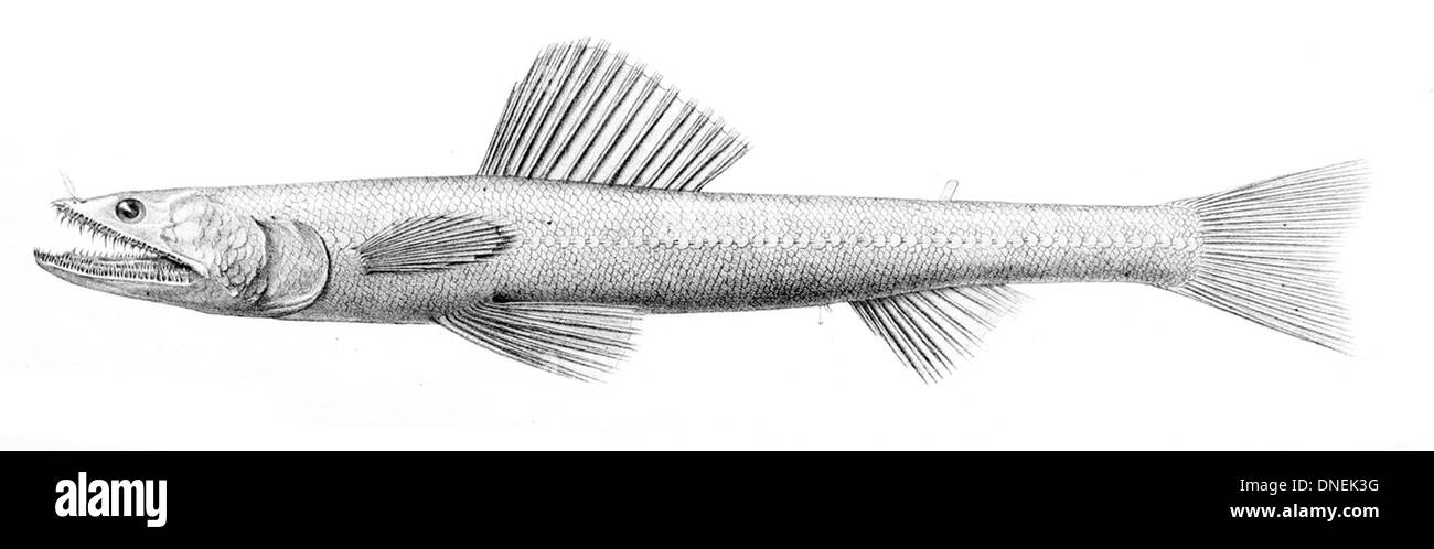 Bathysaurus hi-res stock photography and images - Alamy