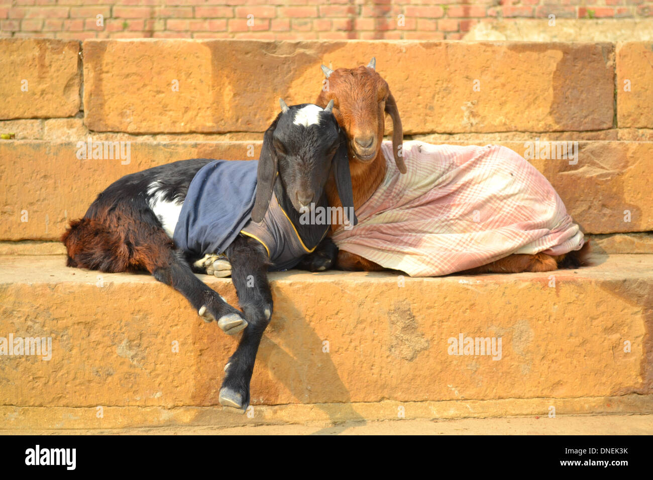 dark and light goat dressed up with clothes Stock Photo - Alamy