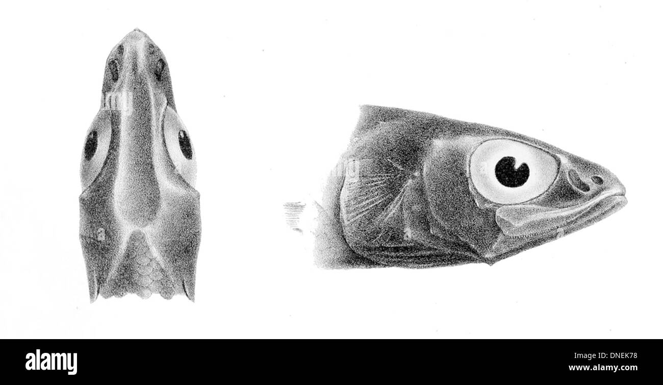 Bathytroctes macrolepis hi-res stock photography and images - Alamy