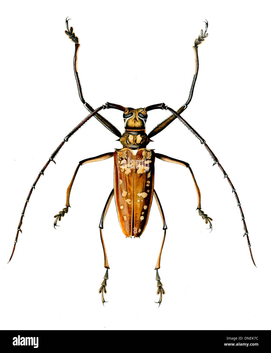 Batocera victoriana hi-res stock photography and images - Alamy