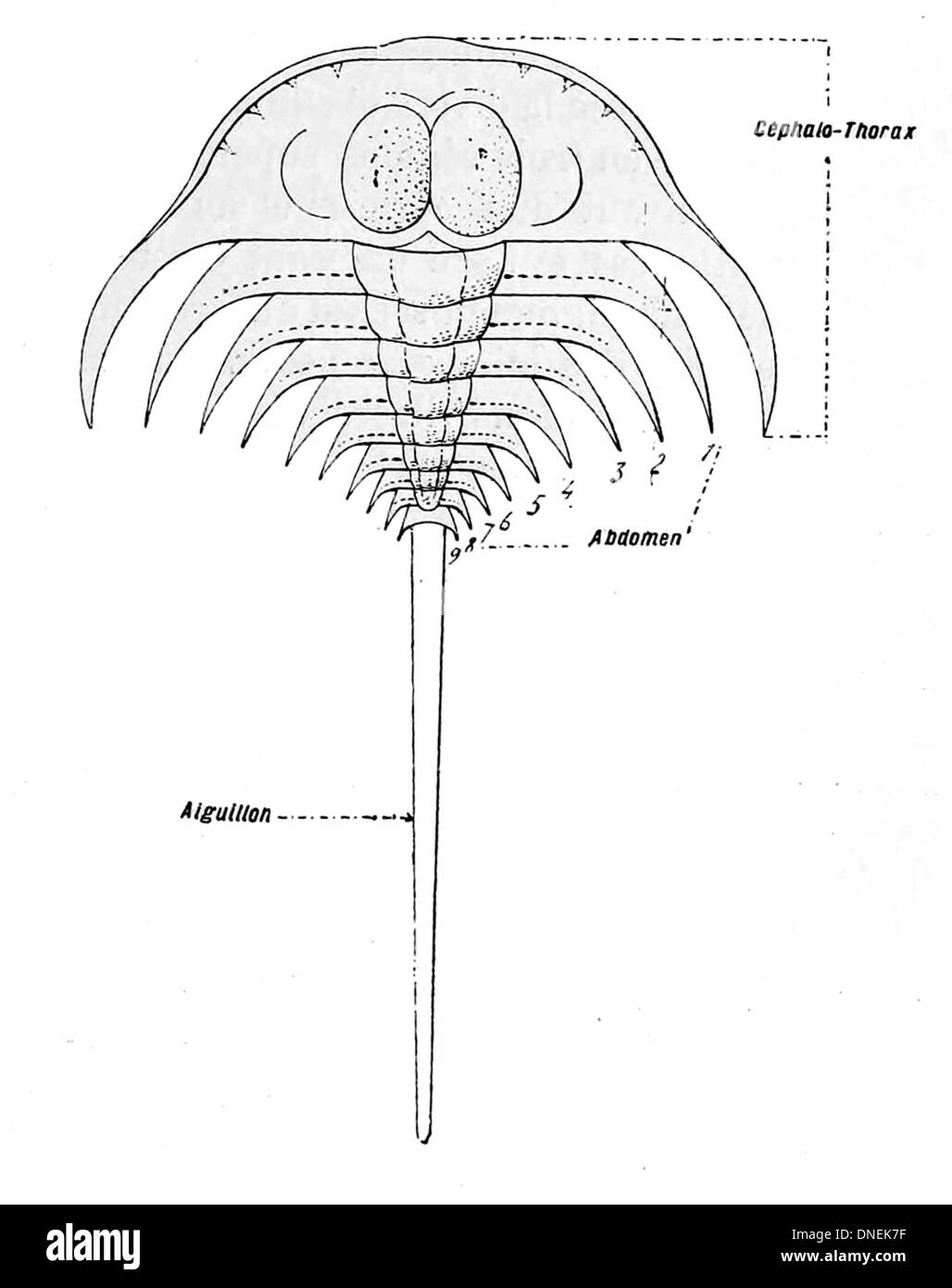 Belinurus is an extinct genus of eurypterid, also known as sea ...
