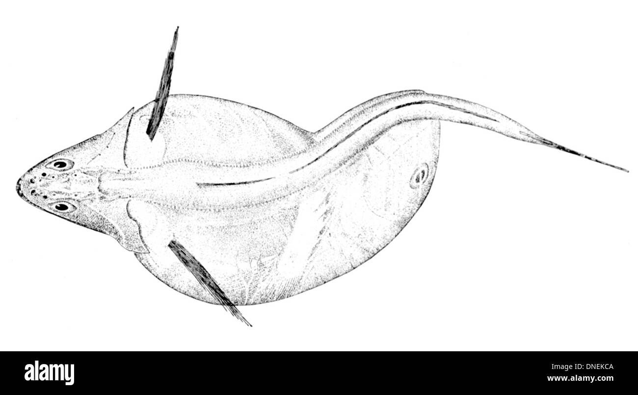 Chiasmodon niger dorsal Stock Photo - Alamy