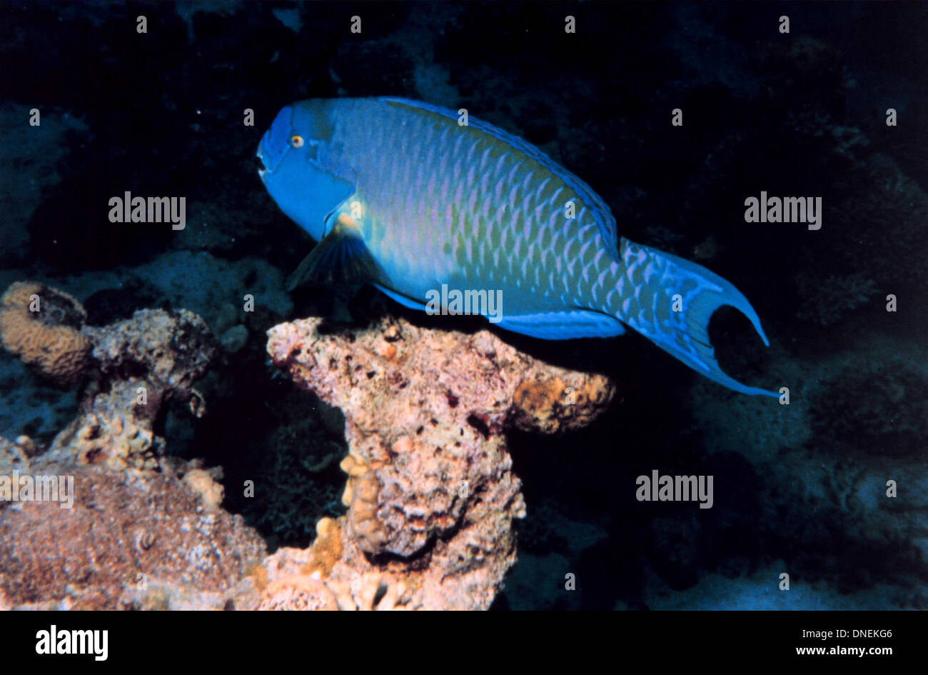 Gibbus parrotfish hi-res stock photography and images - Alamy