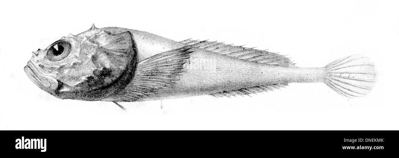 Cottunculus thomsonii hi-res stock photography and images - Alamy