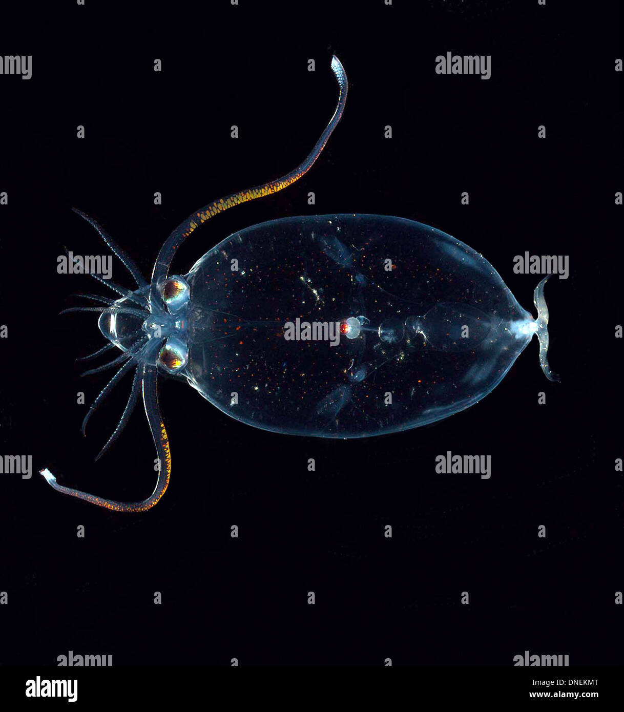 Deep sea dwellers hi-res stock photography and images - Alamy