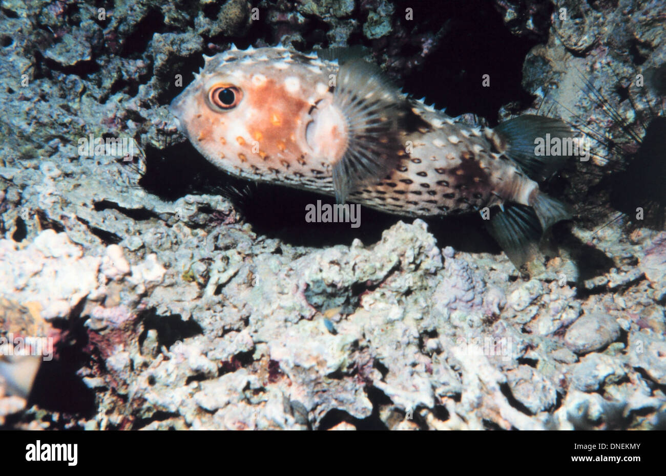 Rounded body hi-res stock photography and images - Alamy
