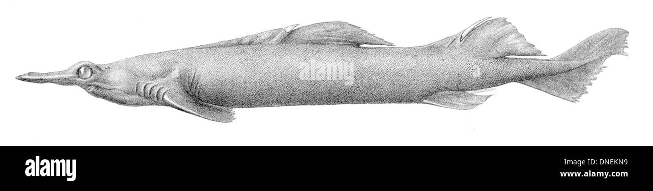 Shark in the atlantic ocean Cut Out Stock Images & Pictures - Alamy