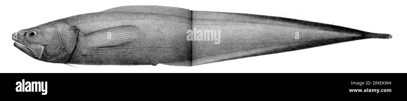 Distinct coloration hi-res stock photography and images - Alamy