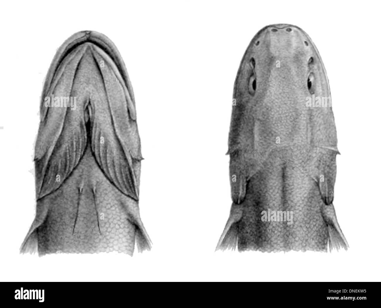Water body identification Cut Out Stock Images & Pictures - Alamy