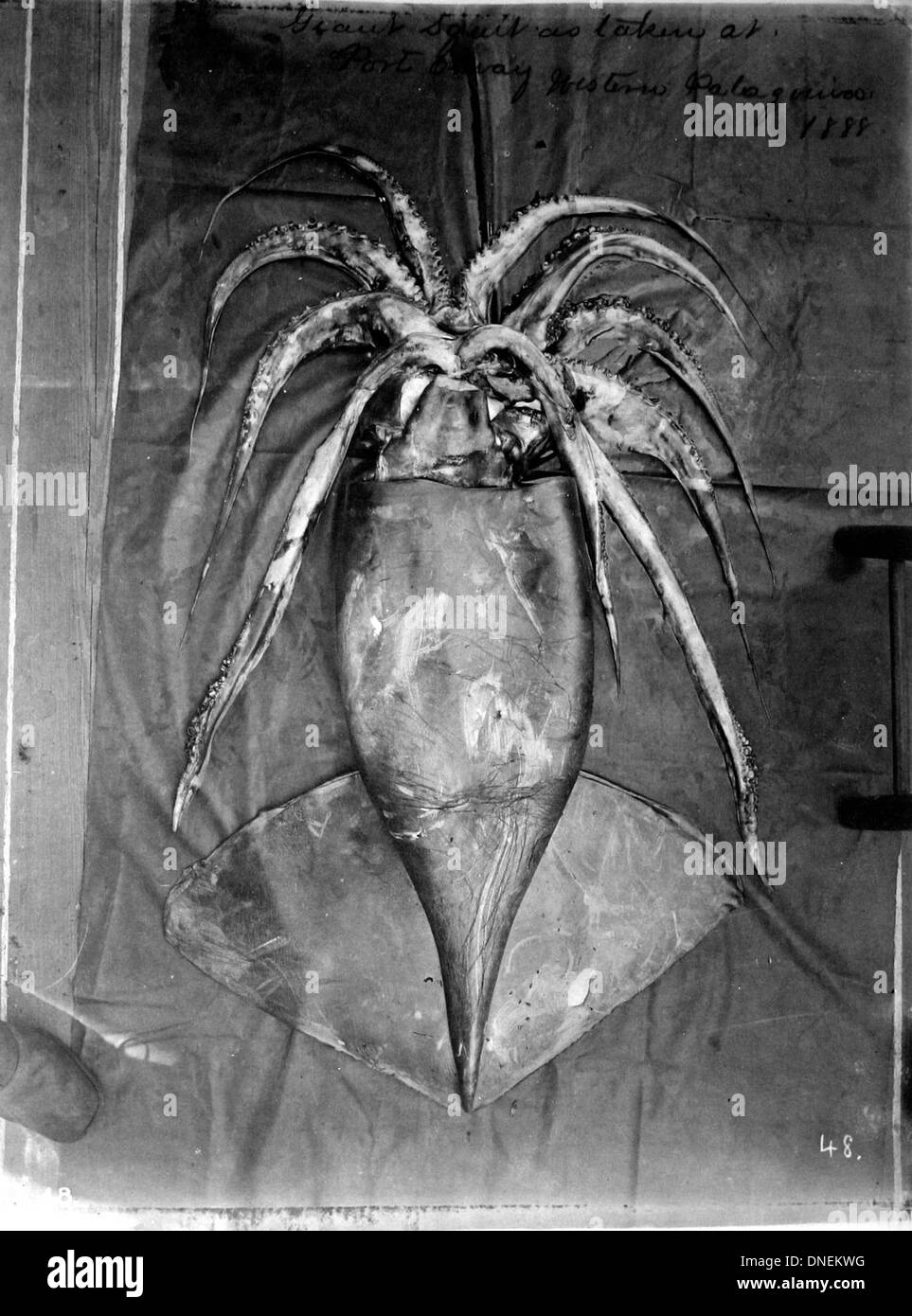 Dosidicus gigas Black and White Stock Photos & Images - Alamy