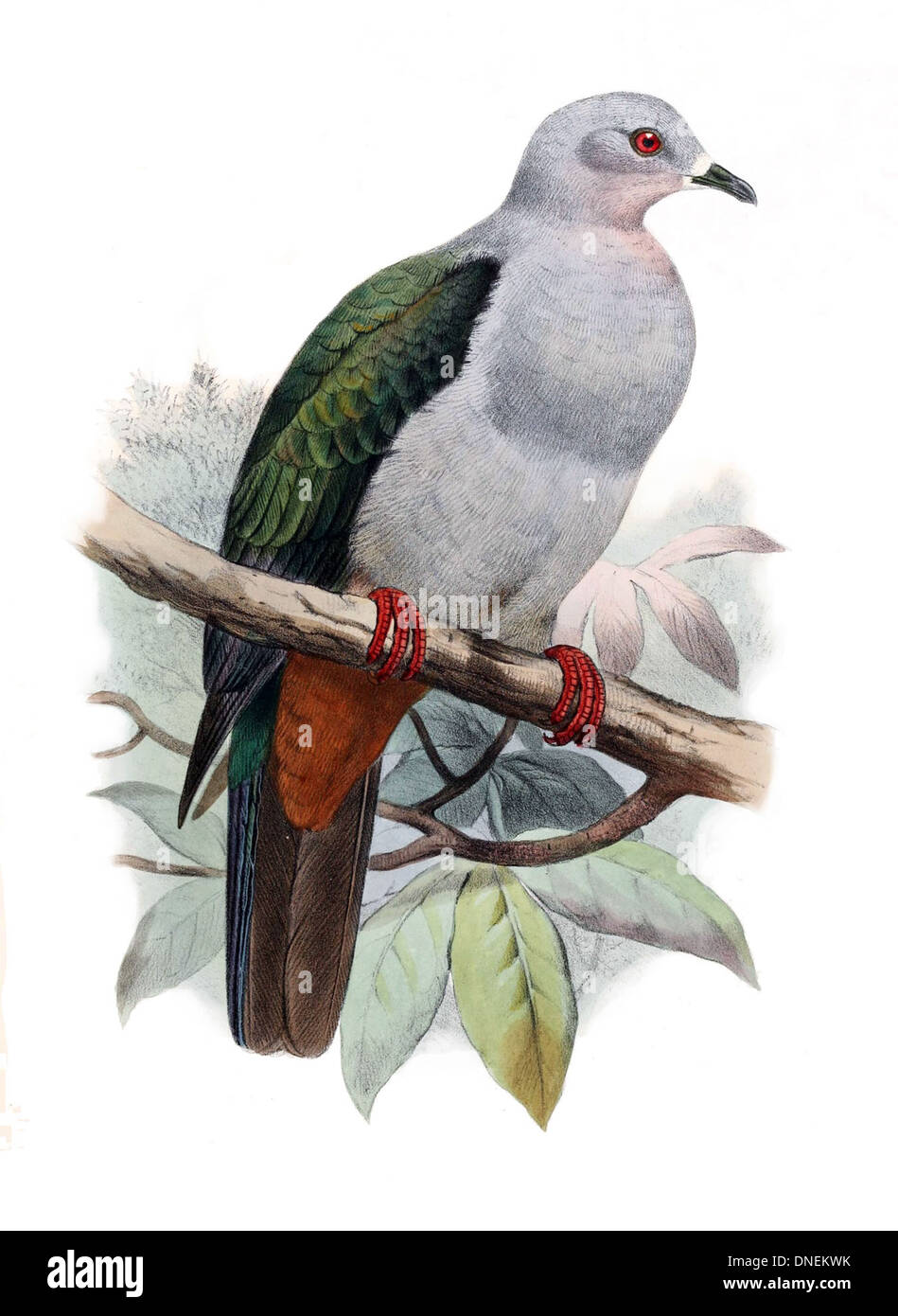 Ducula pistrinaria pistrinaria hi-res stock photography and images - Alamy