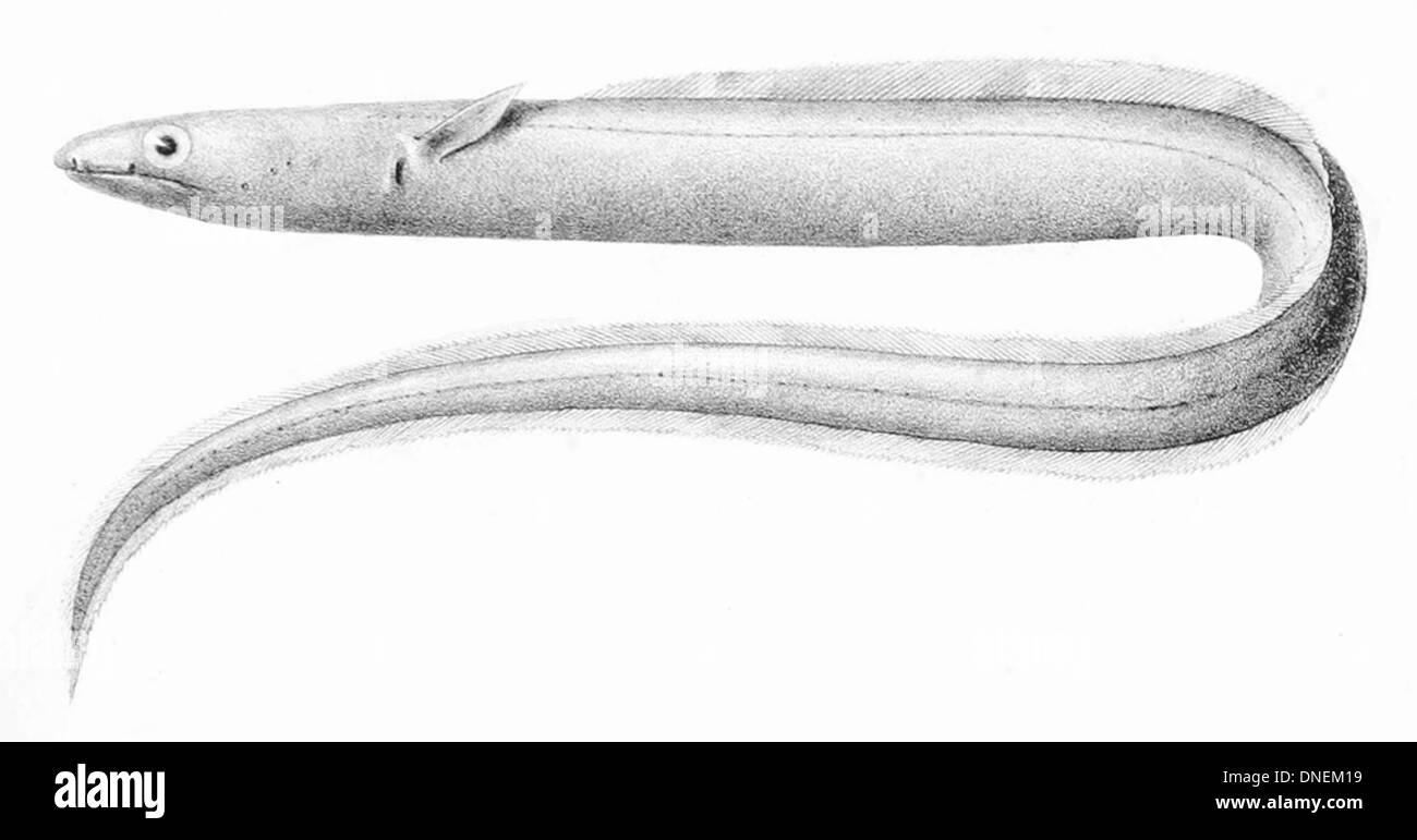 Pacific ocean eel Cut Out Stock Images & Pictures - Alamy