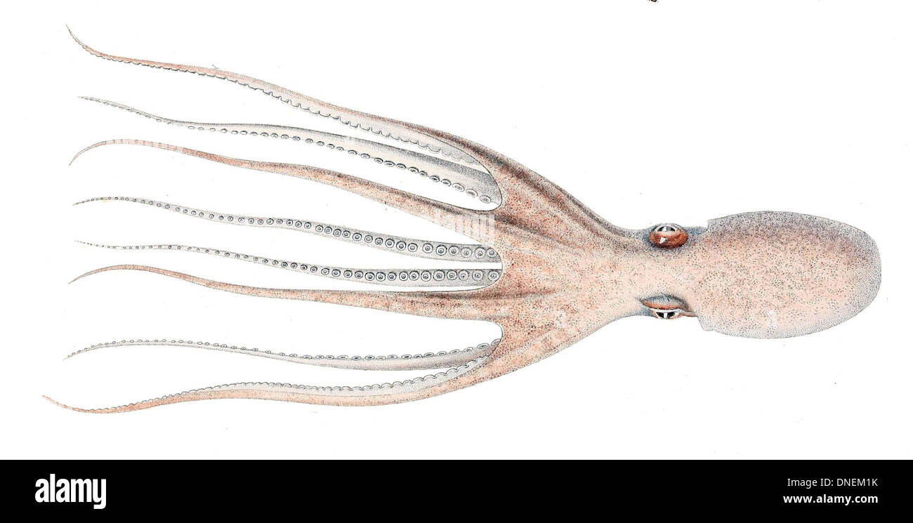 Cephalopod adaptation hi-res stock photography and images - Alamy