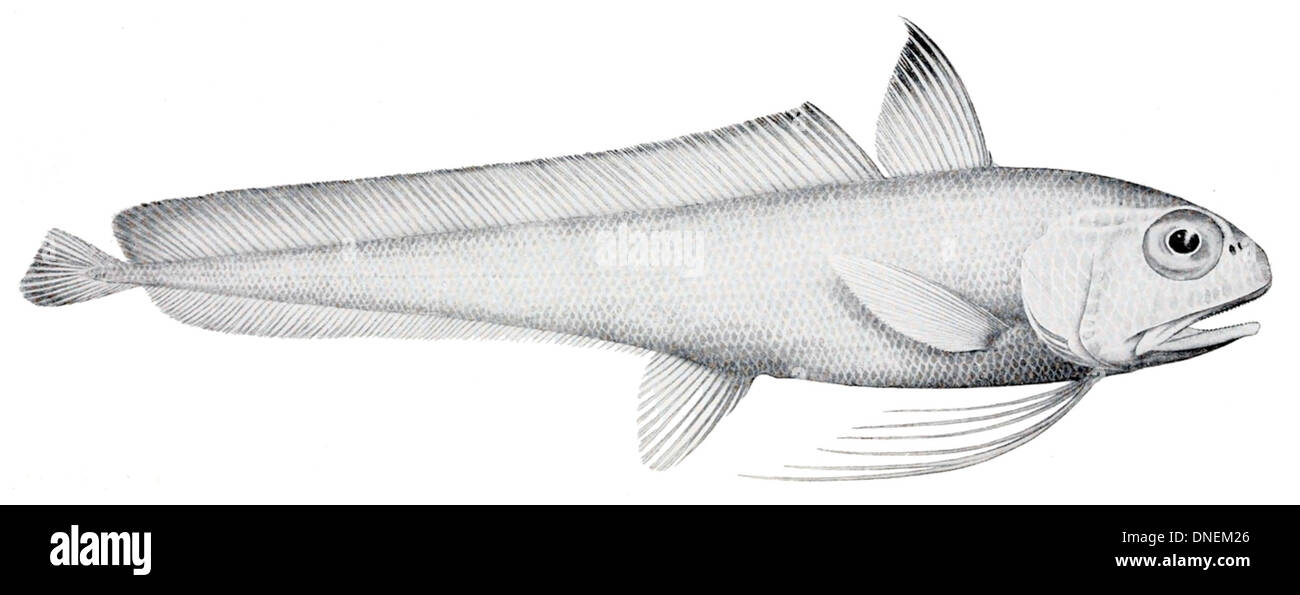 Polynemus hi-res stock photography and images - Alamy