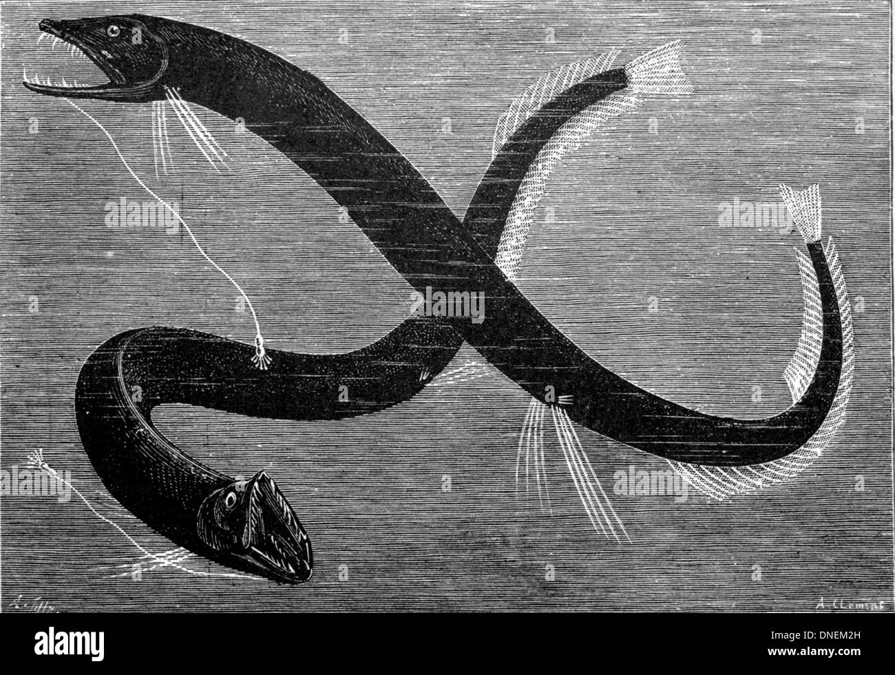 Eustomias obscurus, also known as the dark dragonfish, is a species of ...