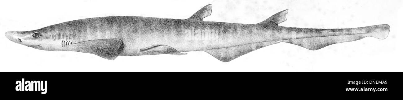 Galeus atlanticus hi-res stock photography and images - Alamy