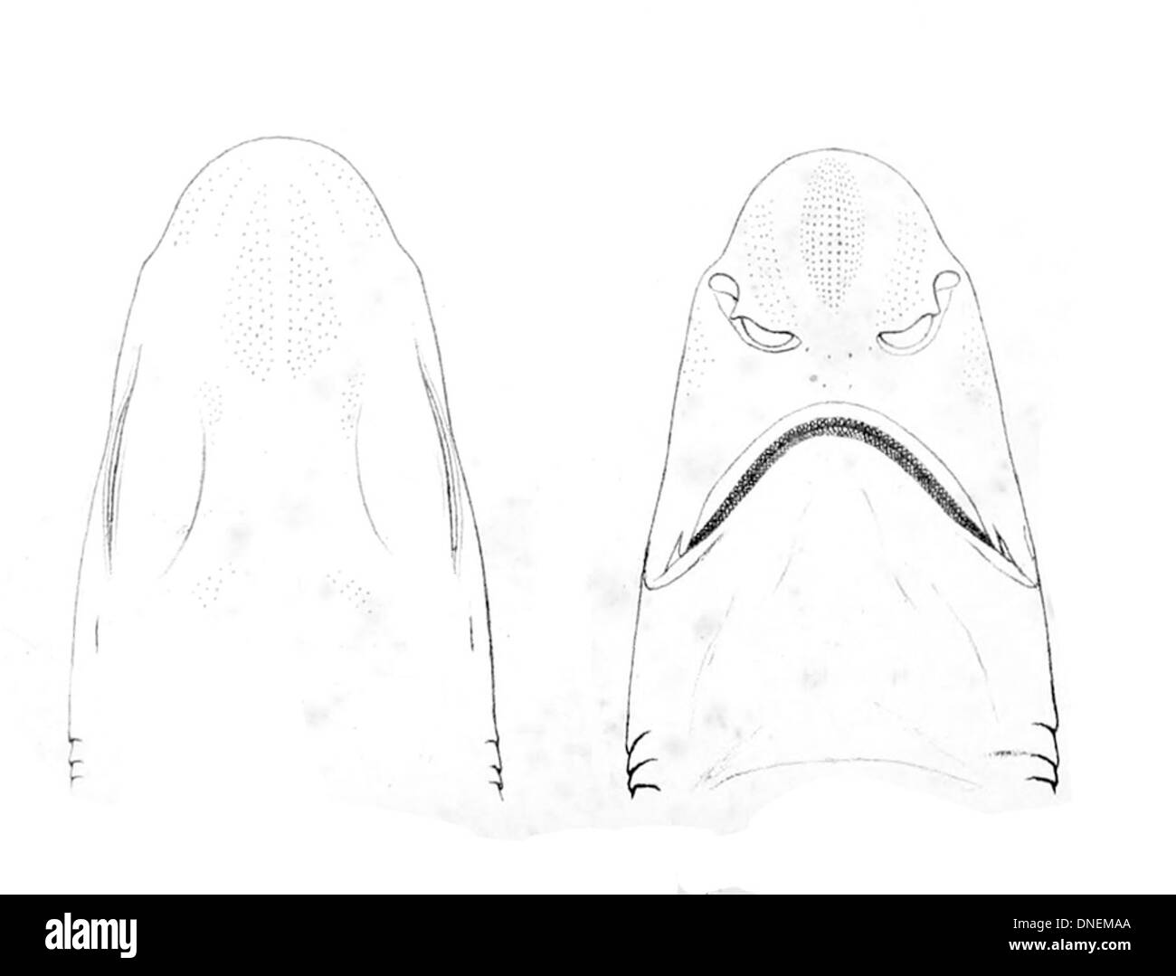Galeus atlanticus hi-res stock photography and images - Alamy