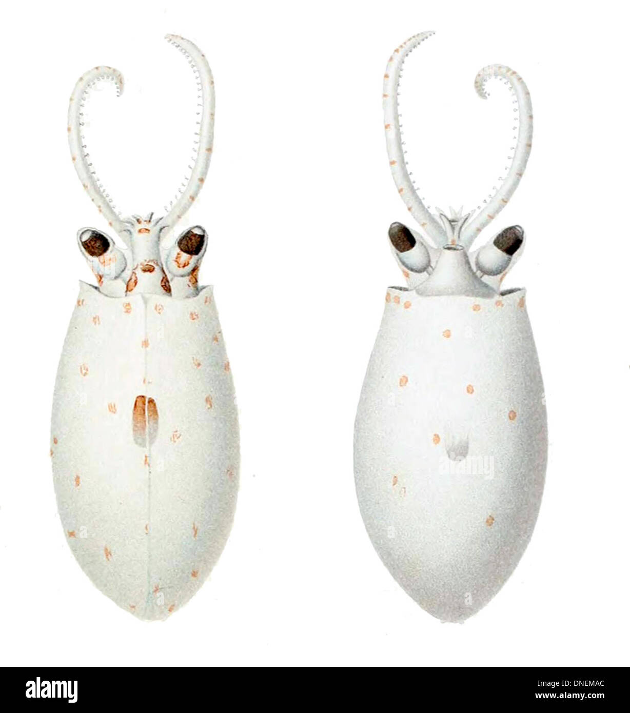 Galiteuthis hi-res stock photography and images - Alamy