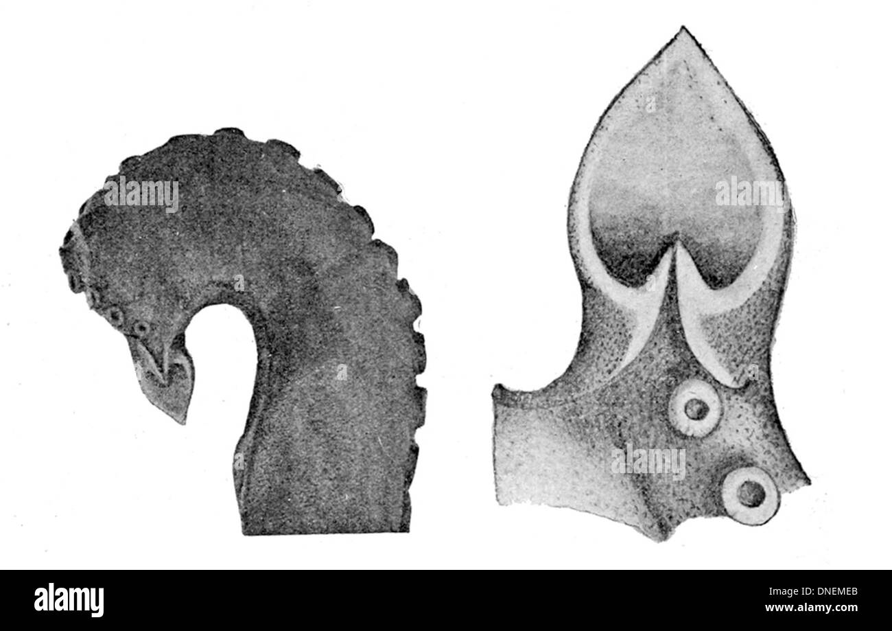 Hectocotylus hi-res stock photography and images - Alamy