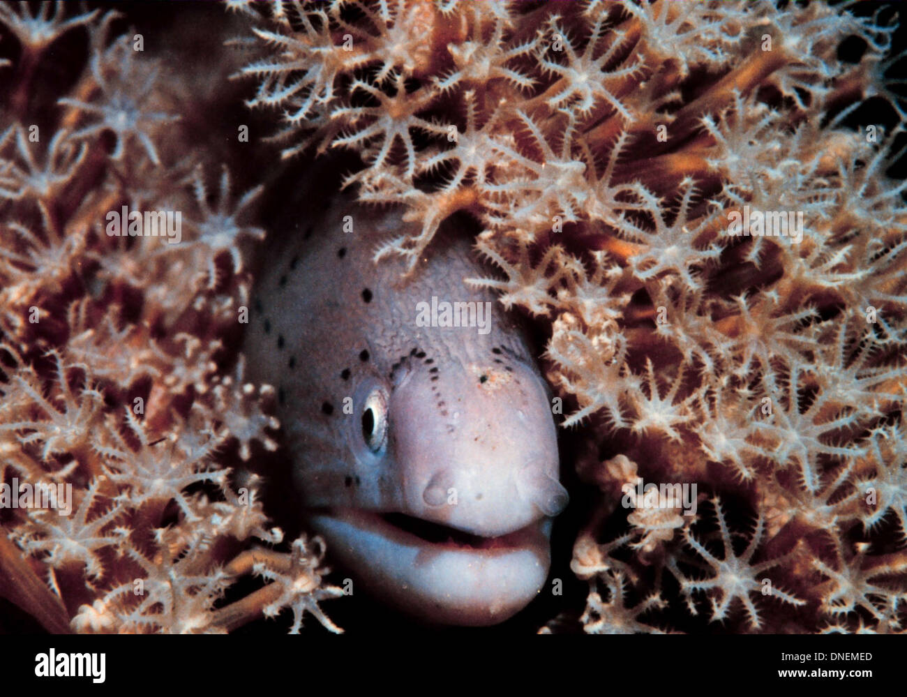 Gray moray eel hi-res stock photography and images - Alamy