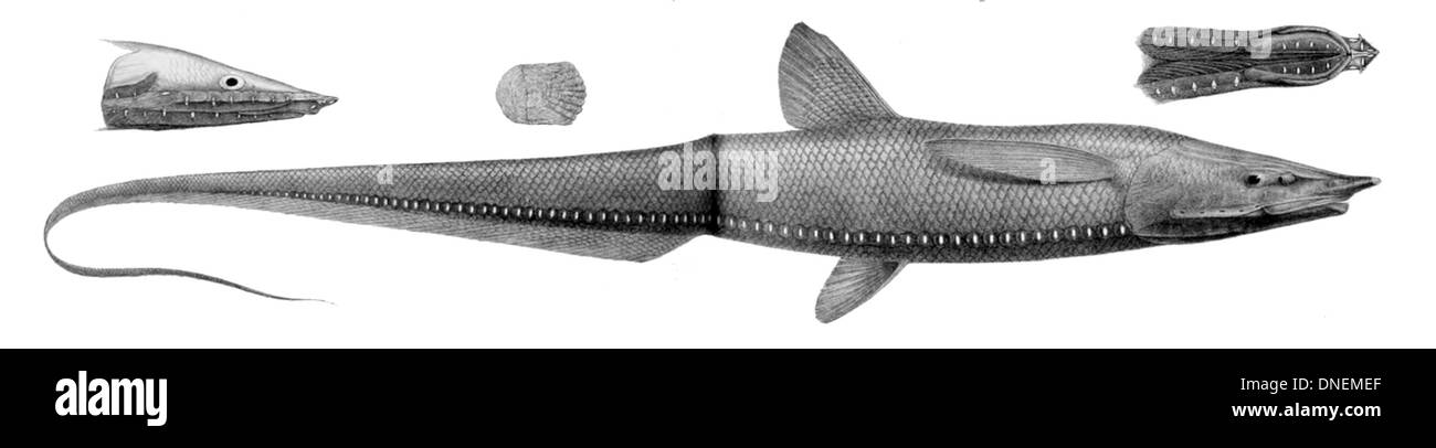 Halosauridae hi-res stock photography and images - Alamy