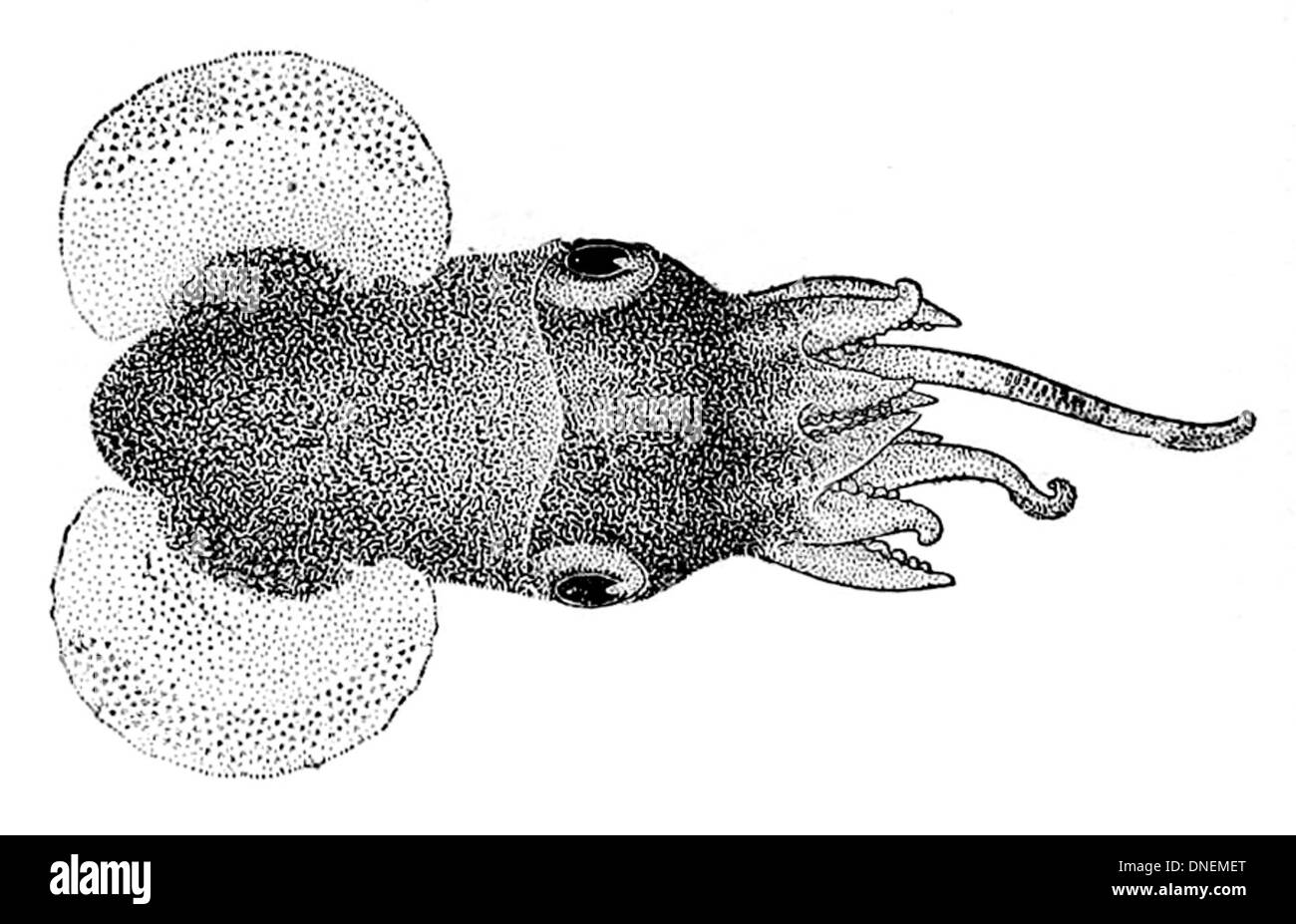 Hawaiian bobtail squid hi-res stock photography and images - Alamy