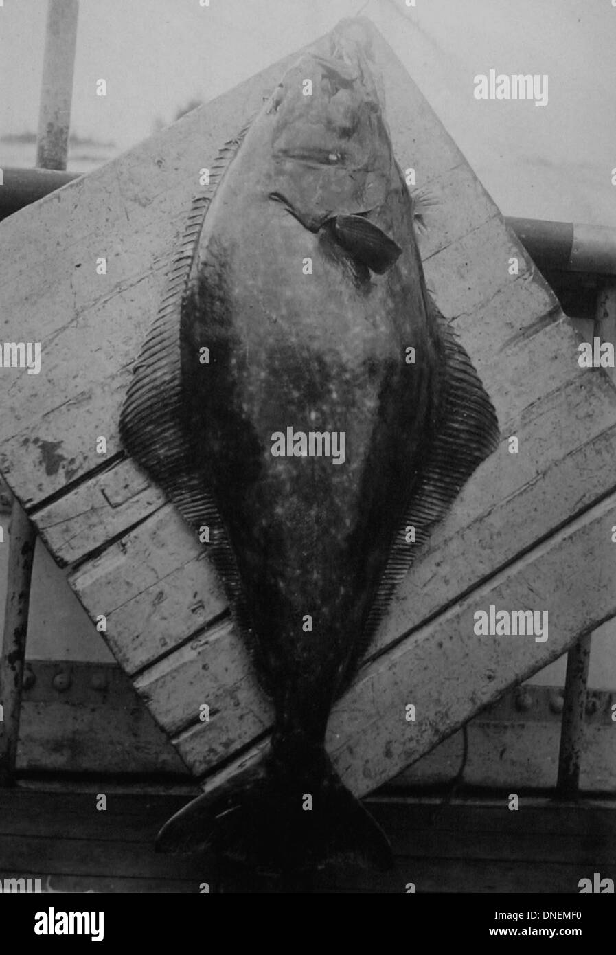 Valuable habitats Black and White Stock Photos & Images - Alamy