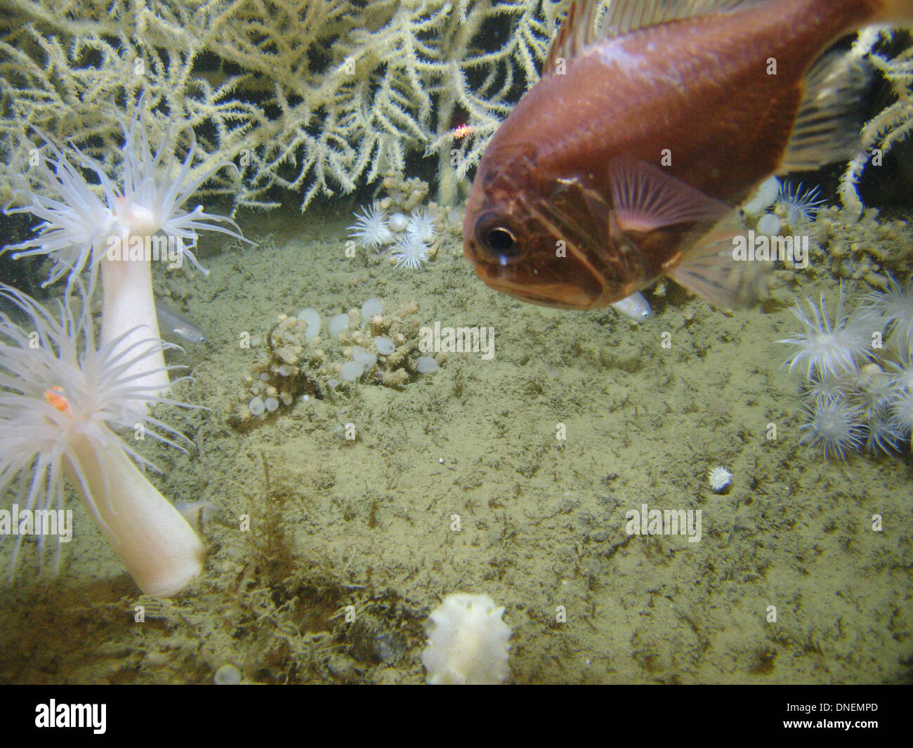 Sea bream species hi-res stock photography and images - Alamy