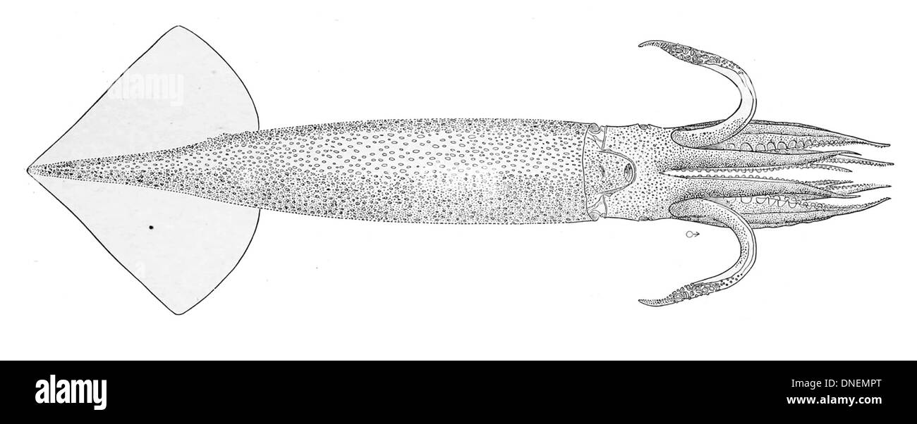 Shortfin squid Cut Out Stock Images & Pictures - Alamy