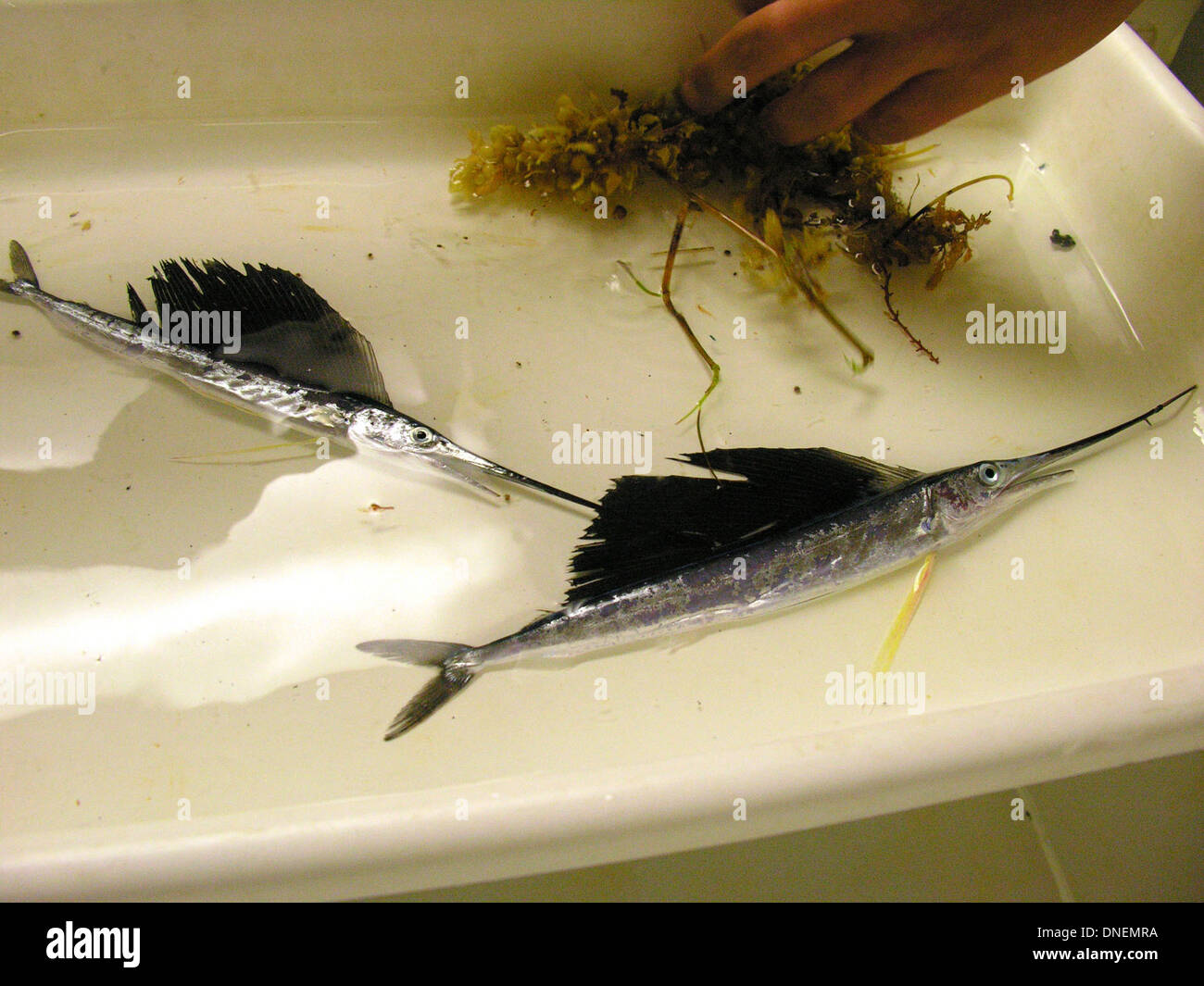 Istiophorus platypterus, known as the Indo-Pacific sailfish, is famous ...
