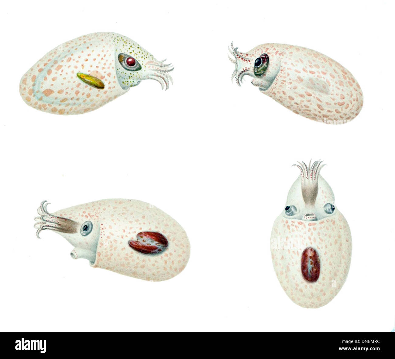Japetella diaphana, known as the glass octopus, is a transparent ...