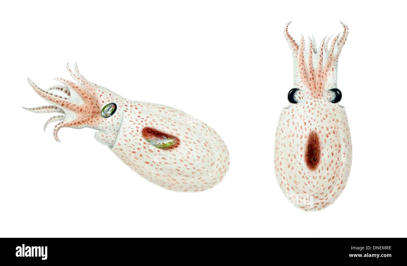 Japetella diaphana, a species of glass octopus, is known for its ...