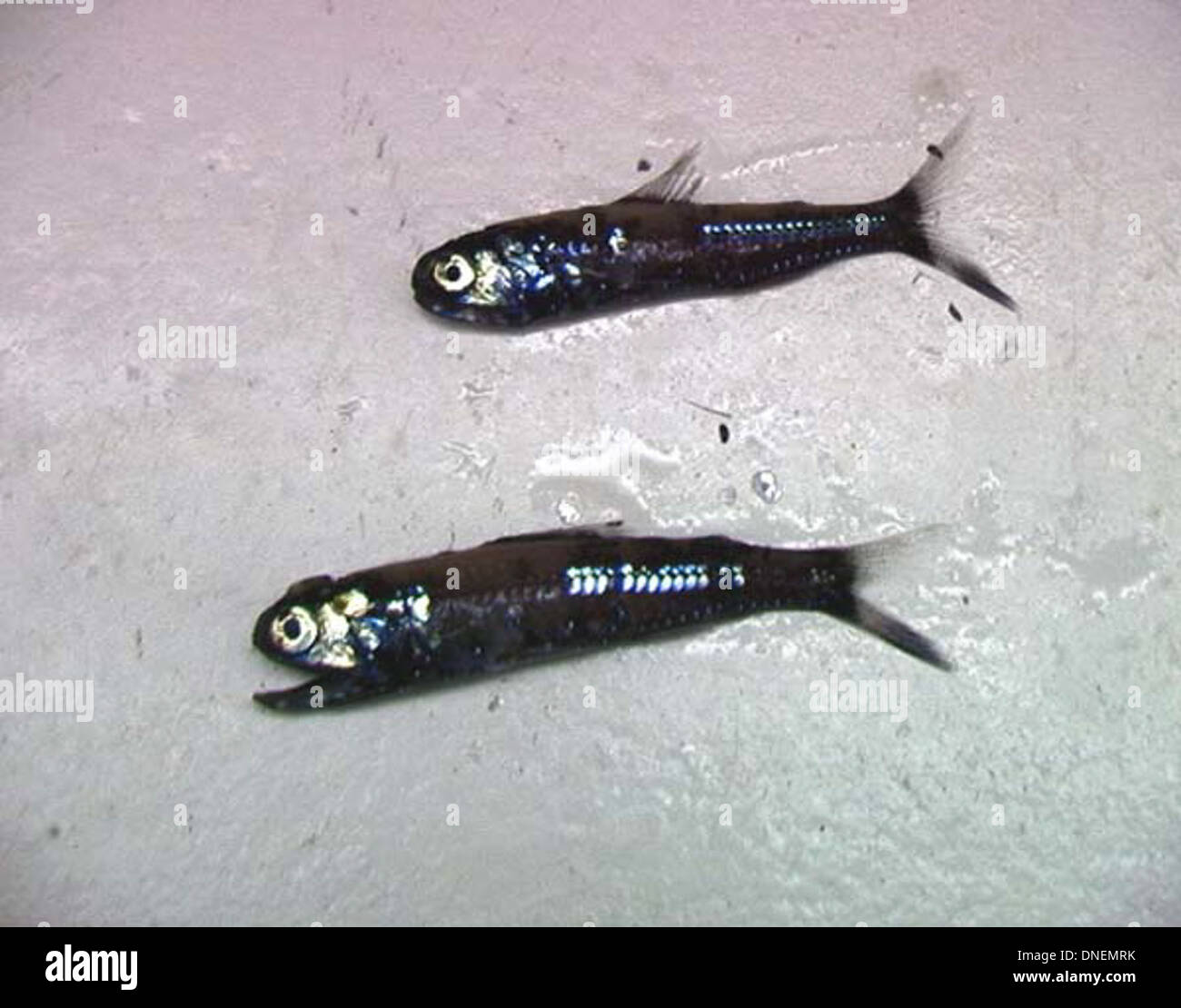 Lanternfish are small bioluminescent fish found in deep-sea ...